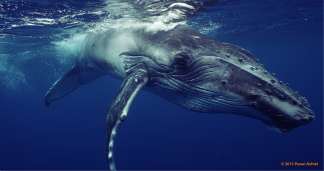 Wildlife-film.com Feature Page - Pawel Achtel World's Sharpest Whales